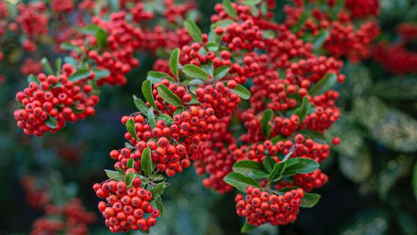 All About Yaupon, The Plant That Delivers A Natural Caffeine Kick