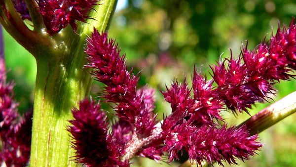 A guide to Amaranth, the versatile superfood grain