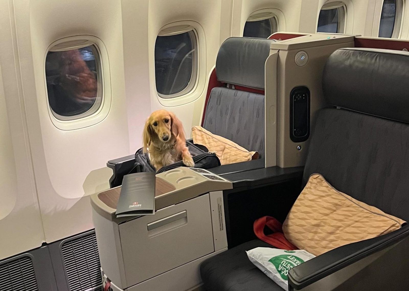 Meet Fifi, the dog that flew business class and went viral