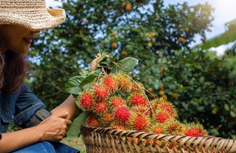 Benefits of super fruit rambutan for skin, hair and overall health