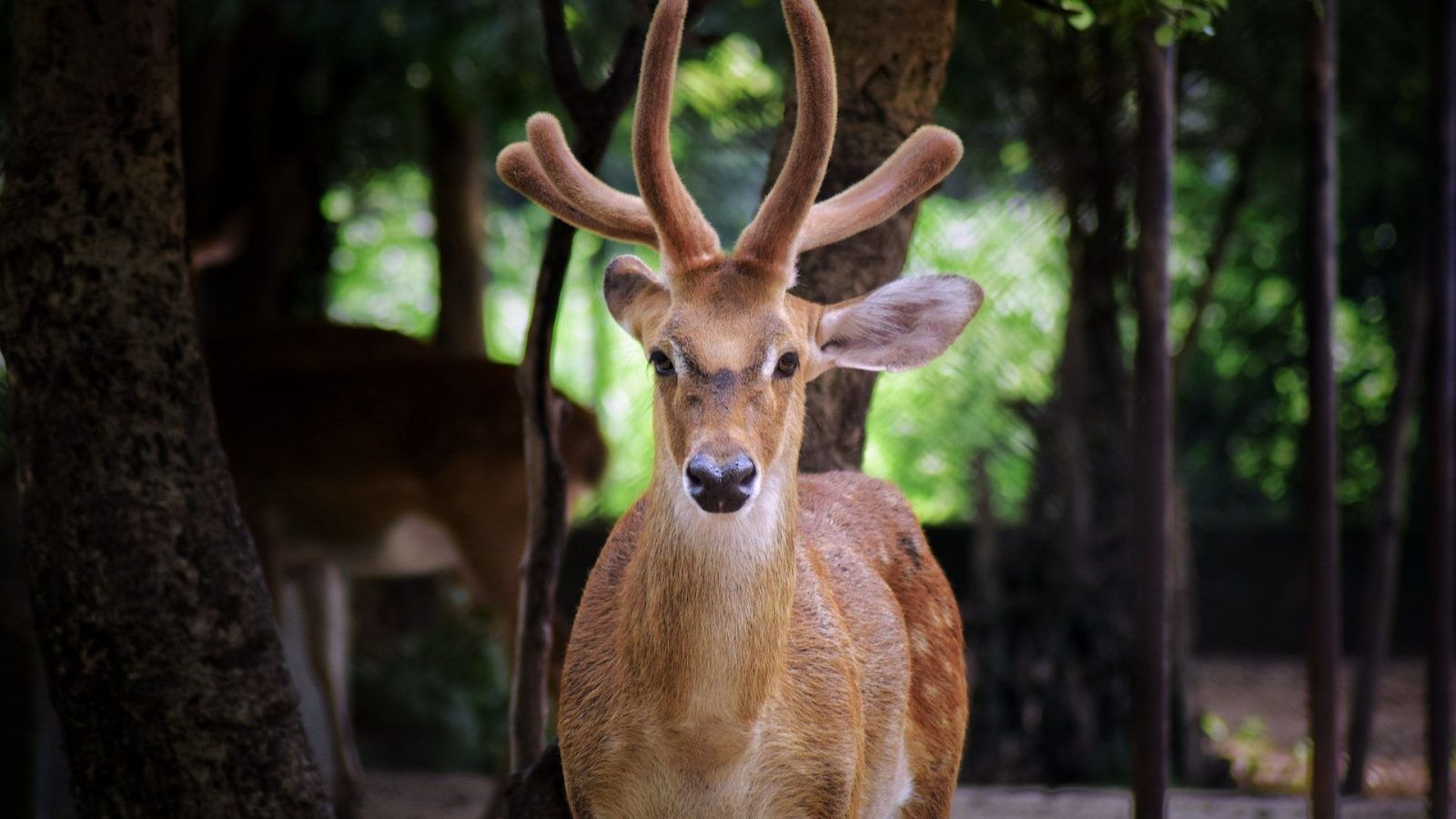 Stock market animal symbols that describe every type of investor
