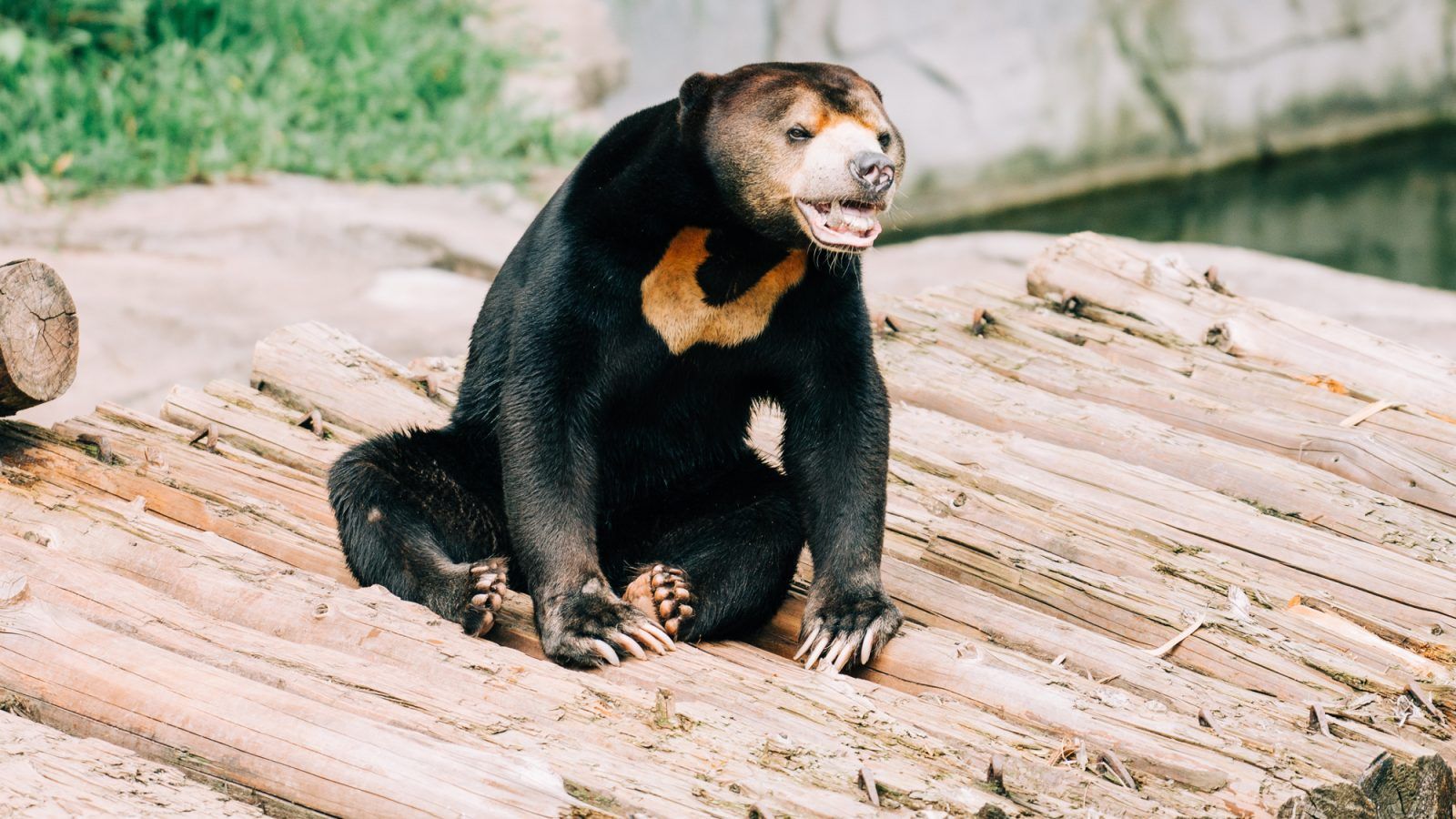 People Think the Hangzhou Zoo's Bears are Humans Wearing Costumes