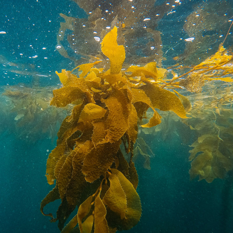 Sea Kelp: The surprising benefits of this wonder for your skin