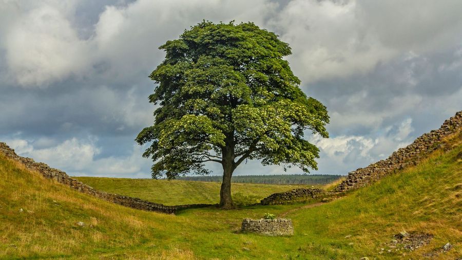 Famous Sycamore Gap Tree deliberately cut down in act of vandalism