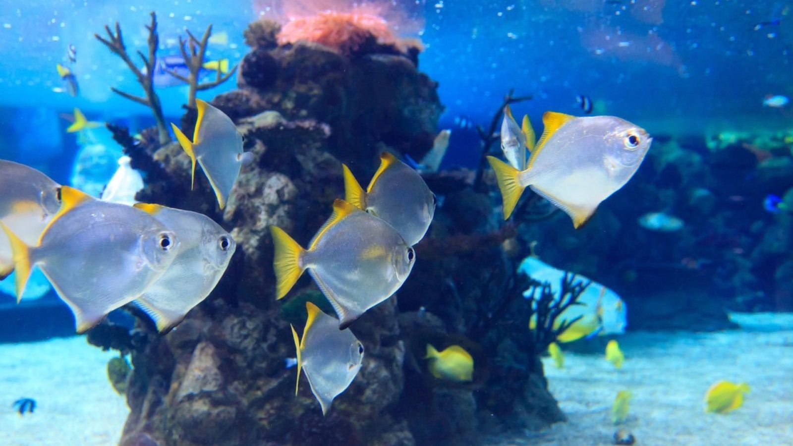 Hong Kong is getting its first-ever deep-ocean adventure experience