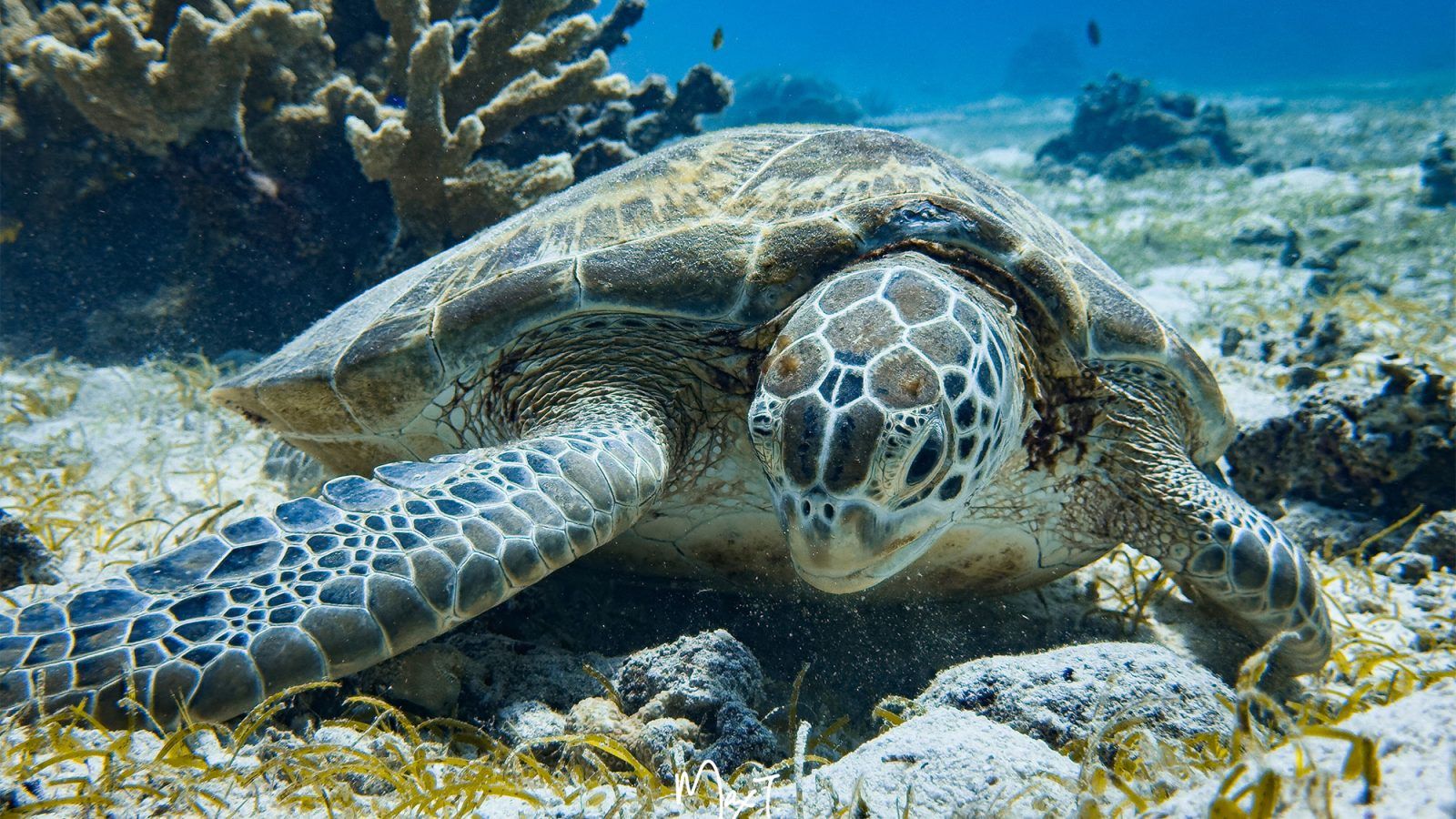 Testing the iPhone 15 Pro Max for Underwater Photography