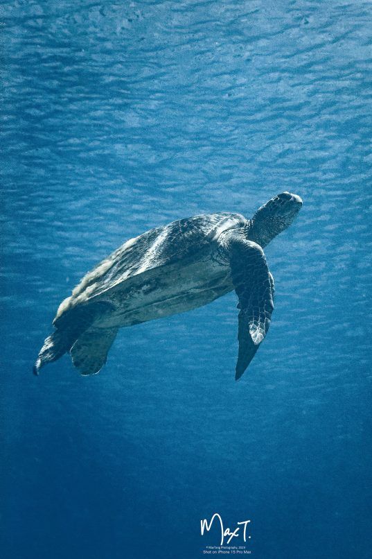 Testing the iPhone 15 Pro Max for Underwater Photography