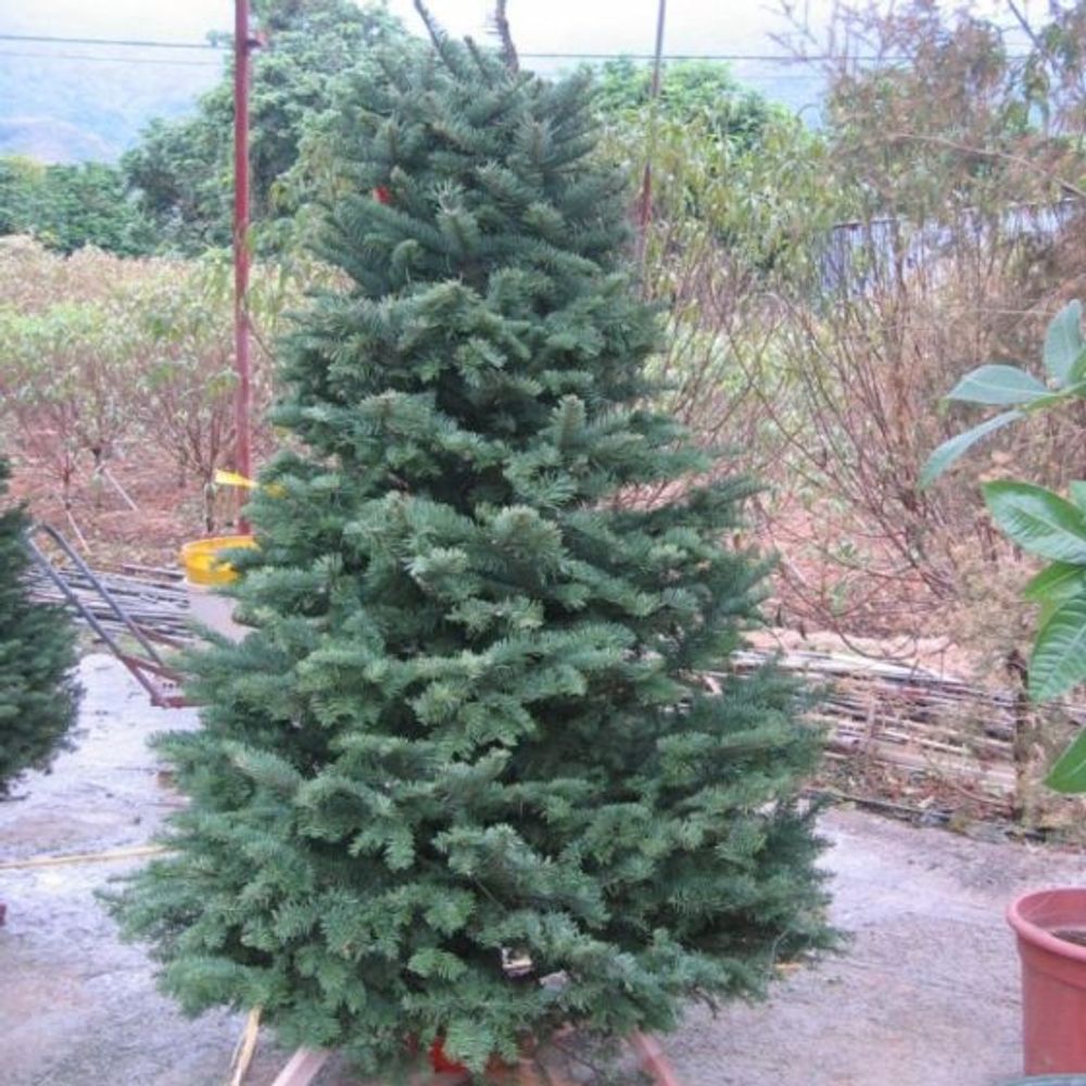 Ultimate guide to buying the best Christmas tree in Hong Kong in 2024