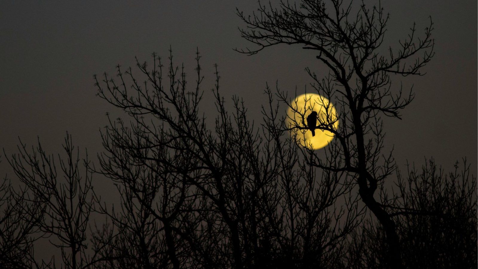 All the 12 full moon names for 2024 and what they mean