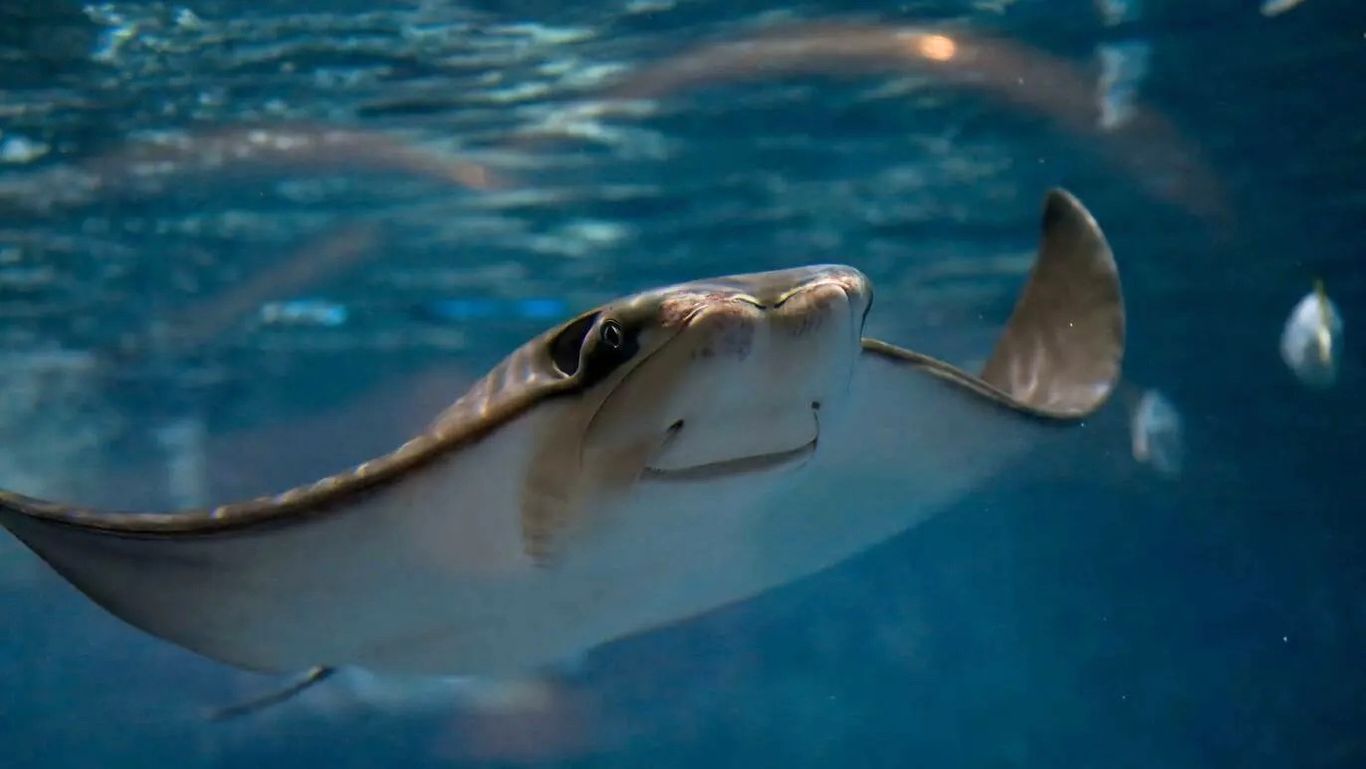 Ocean Park unveils world's first artifically bred cownose ray ...