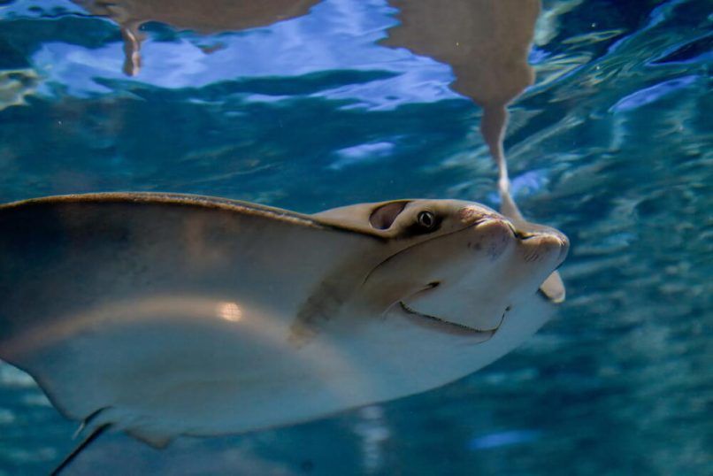 Ocean Park unveils world's first artifically bred cownose ray ...