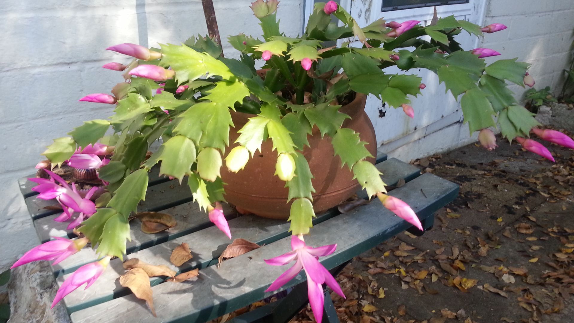 These houseplants can live for nearly 100 years with little care