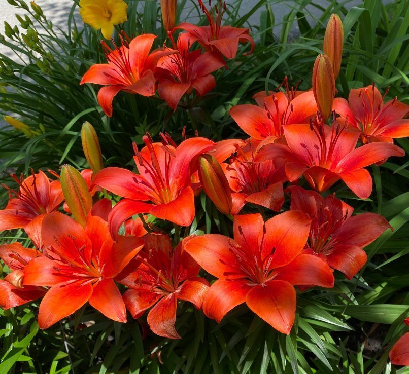 7 Best alternatives to roses to surprise your partner with on Valentine ...