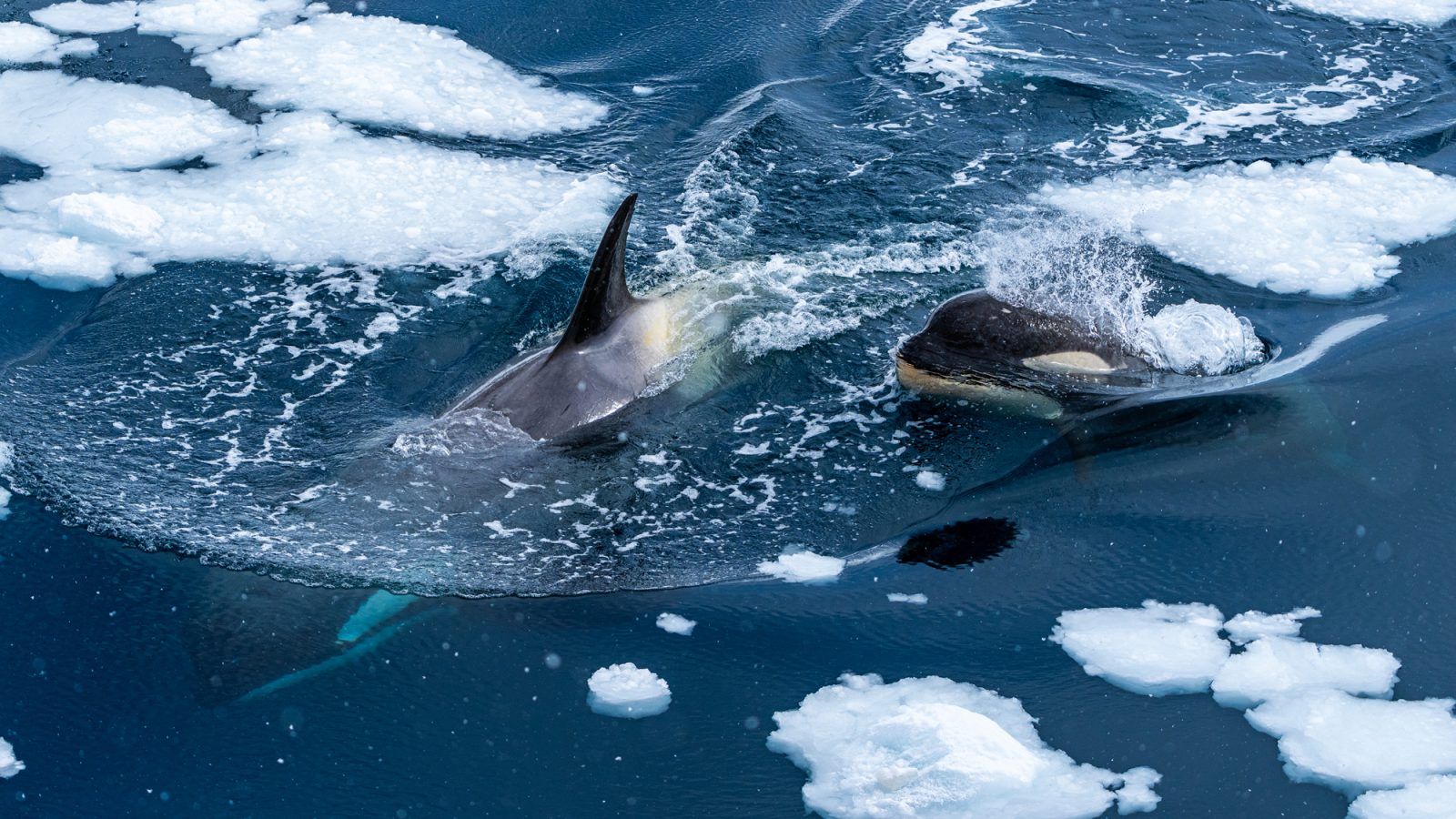 The Pod of Trapped Killer Whales Has Been Freed