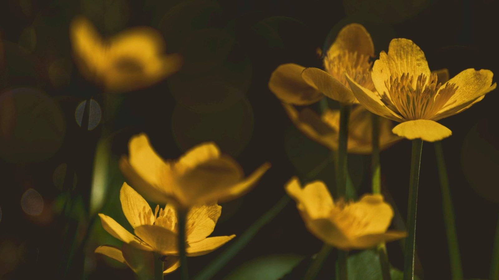 Lucky flowers associated with your zodiac sign to usher in prosperity