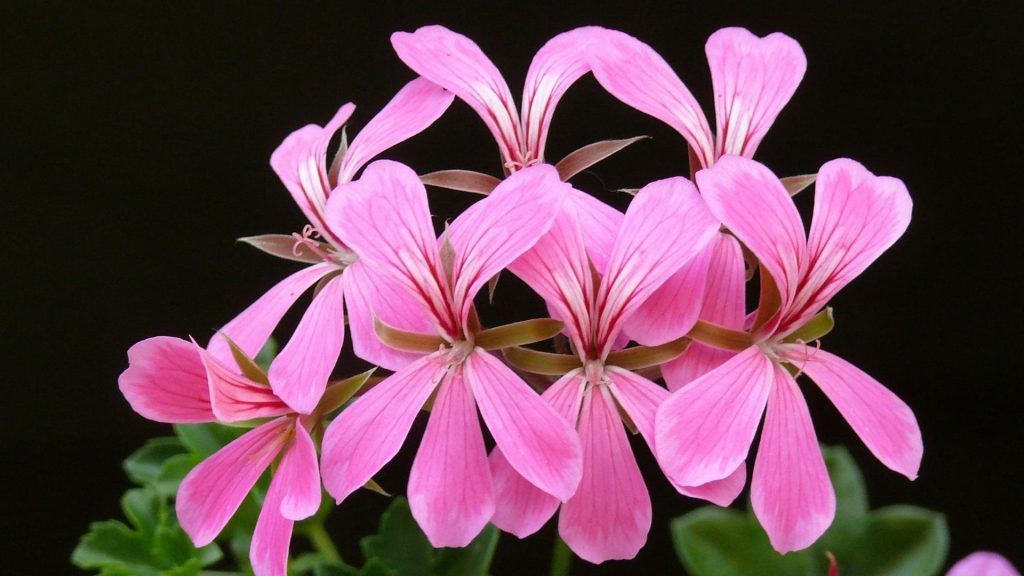 Lucky flowers associated with your zodiac sign to usher in prosperity