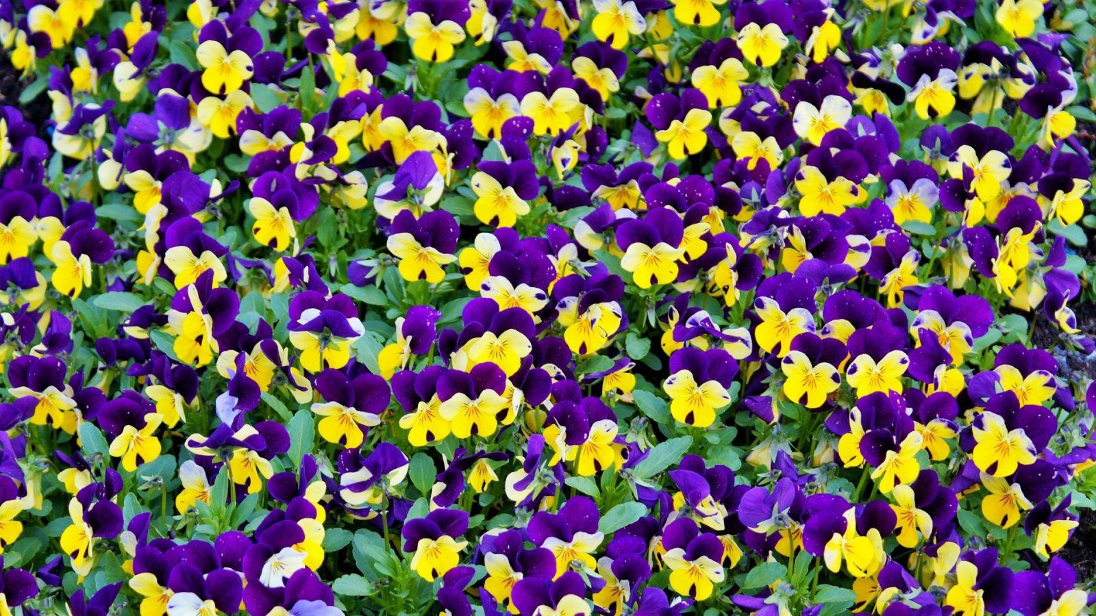 Lucky flowers associated with your zodiac sign to usher in prosperity