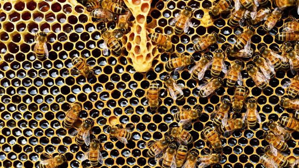 What it Propolis and how can it enhance your health?