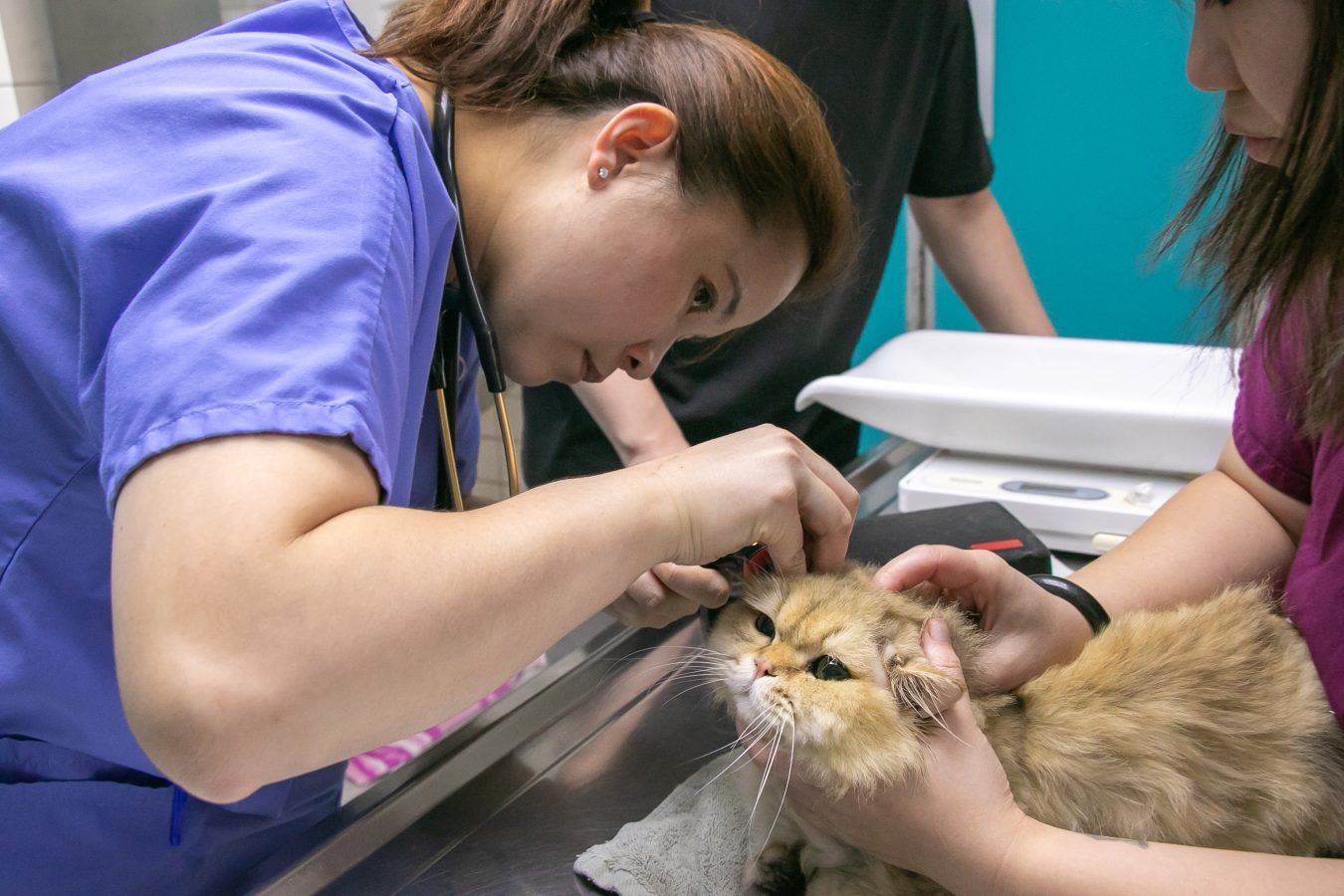 SPCA will reopen 24-hour emergency services in Wan Chai Clinic in June