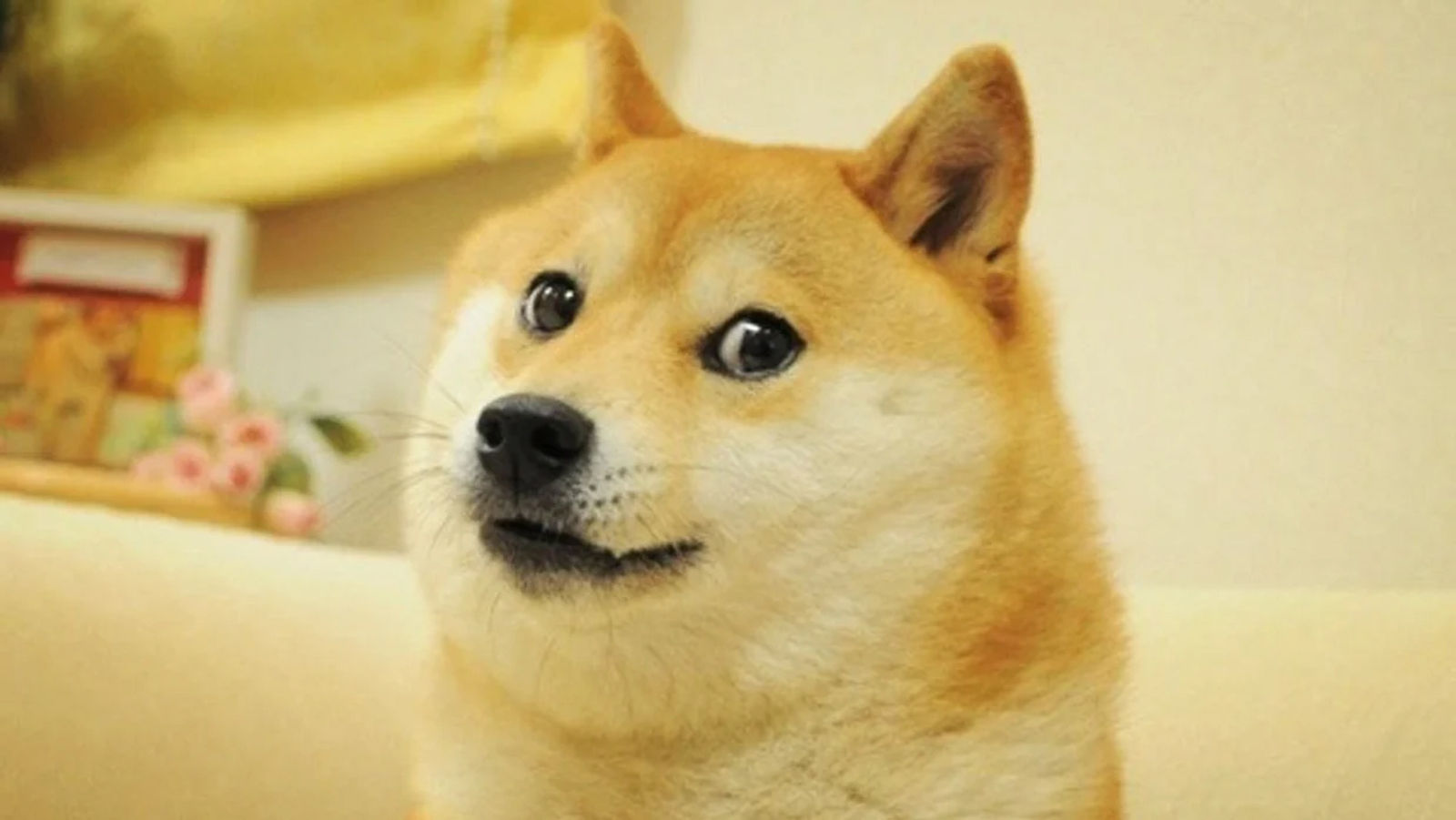 Kabosu, The Shiba Inu Behind the Doge Meme, Has Died