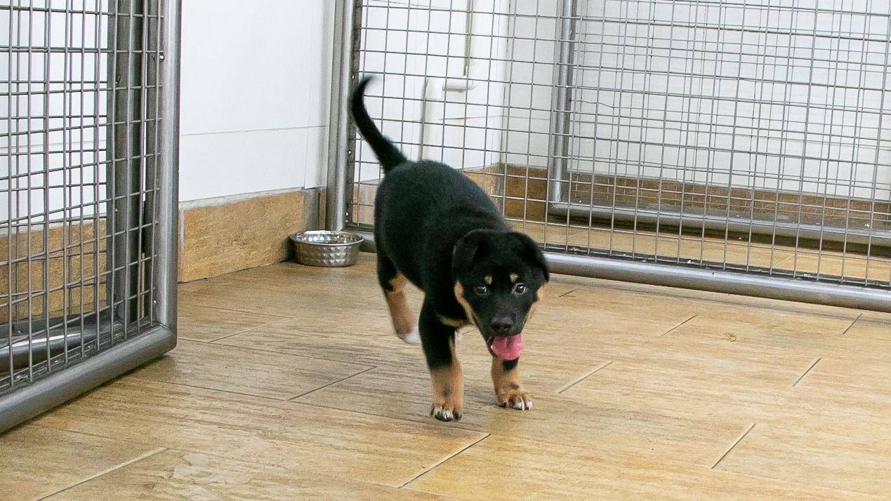 SPCA Hosts "Adoption Date" in New Sai Kung Adopt-A-Pet Centre