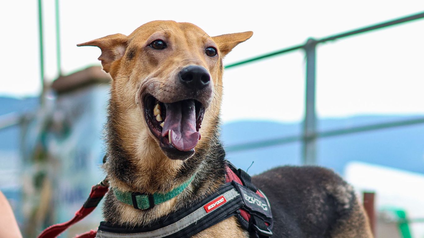 SPCA Hosts "Adoption Date" in New Sai Kung Adopt-A-Pet Centre