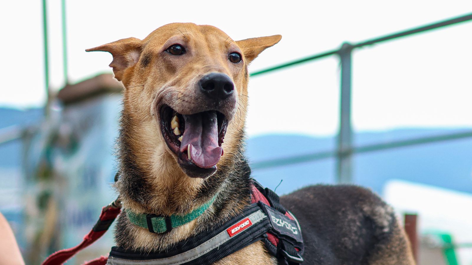 SPCA Hosts "Adoption Date" in New Sai Kung Adopt-A-Pet Centre