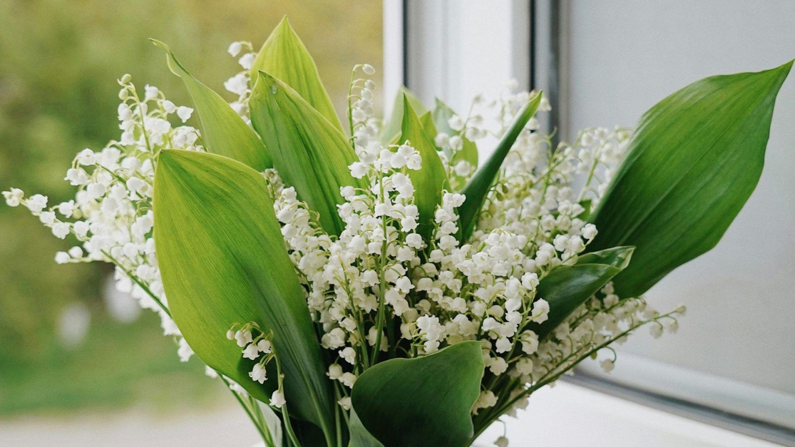 Lucky flowers based on your birth month and their meanings explained