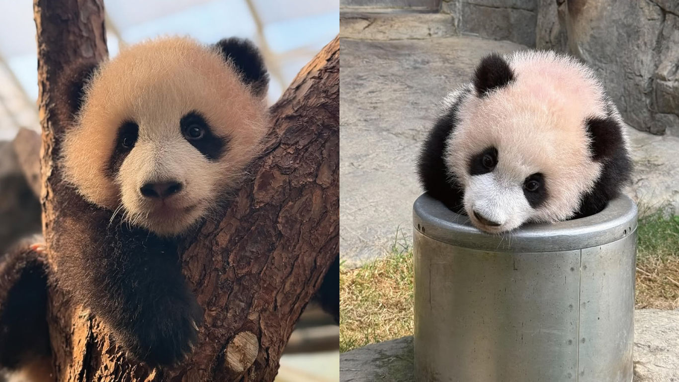 Hong Kong's panda twins to meet the public on February 16