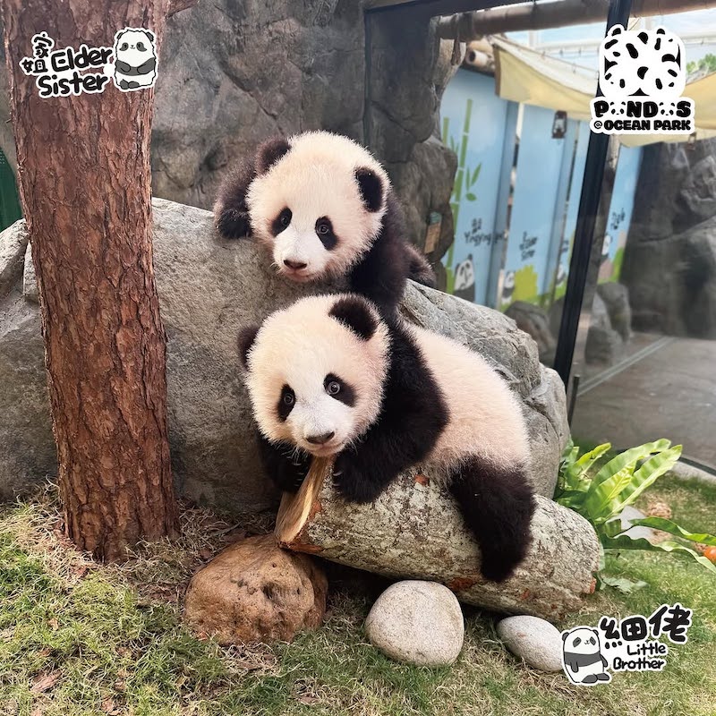 Hong Kongers can finally shop with the Taobao app in English