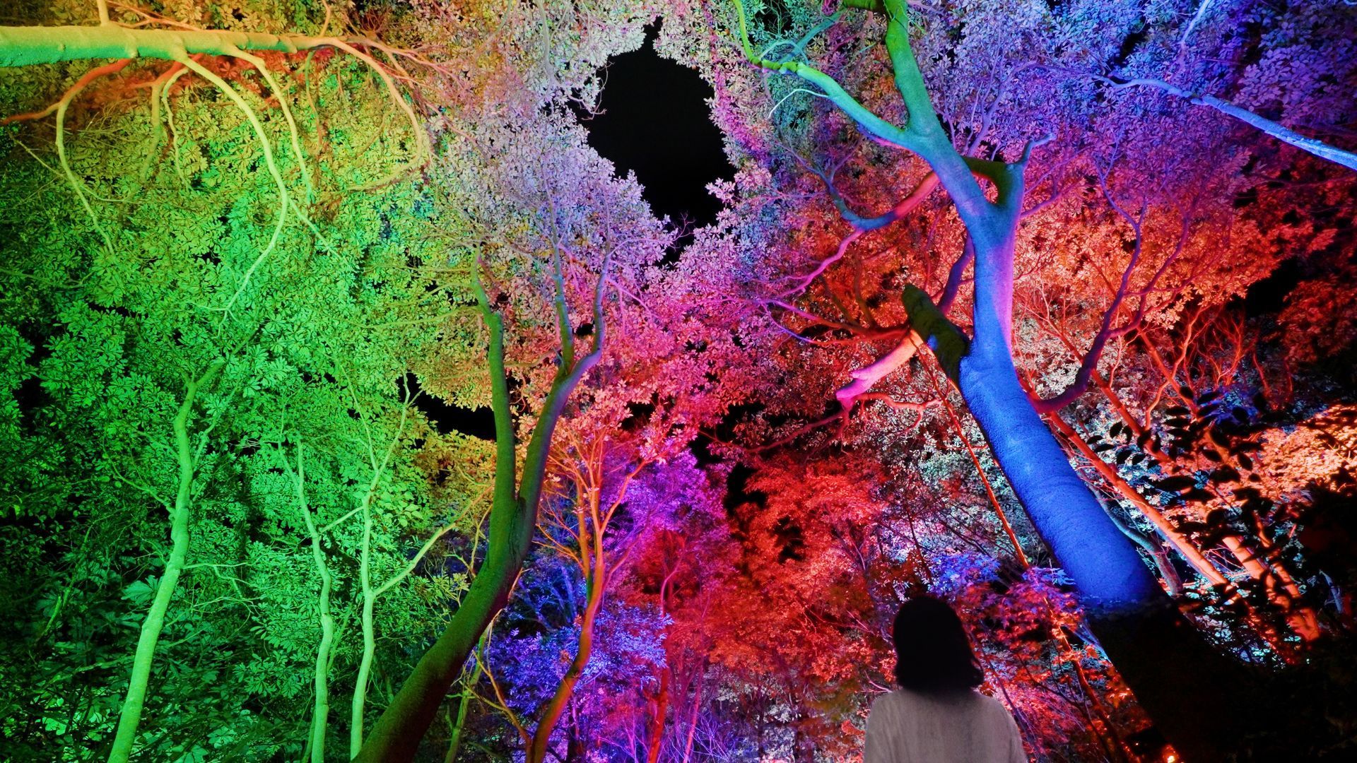 Hidden Traces of Rice Terraces: All about teamLab's installation in ...