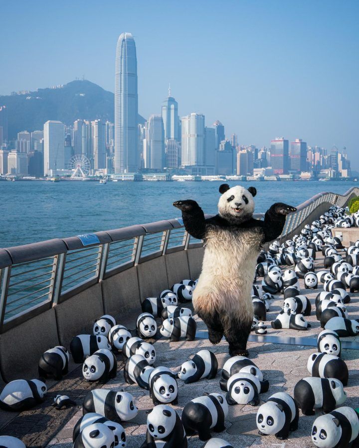 PANDA GO! FEST is taking over Central Market this February