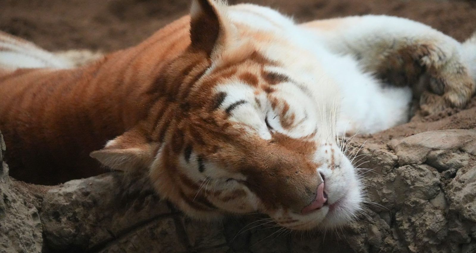 How to see Ava, Chiang Mai Night Safari’s golden tiger | Lifestyle Asia HK