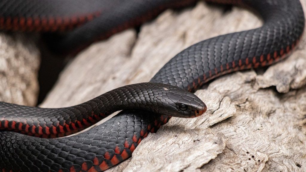 Year of the Wood Snake: All about people born in this Chinese zodiac sign