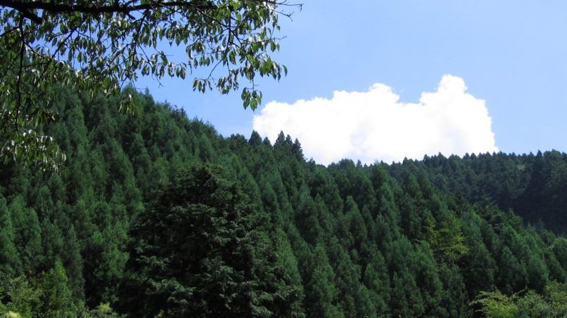 Discovering Japan’s forests: A guide to forest bathing | Lifestyle Asia HK