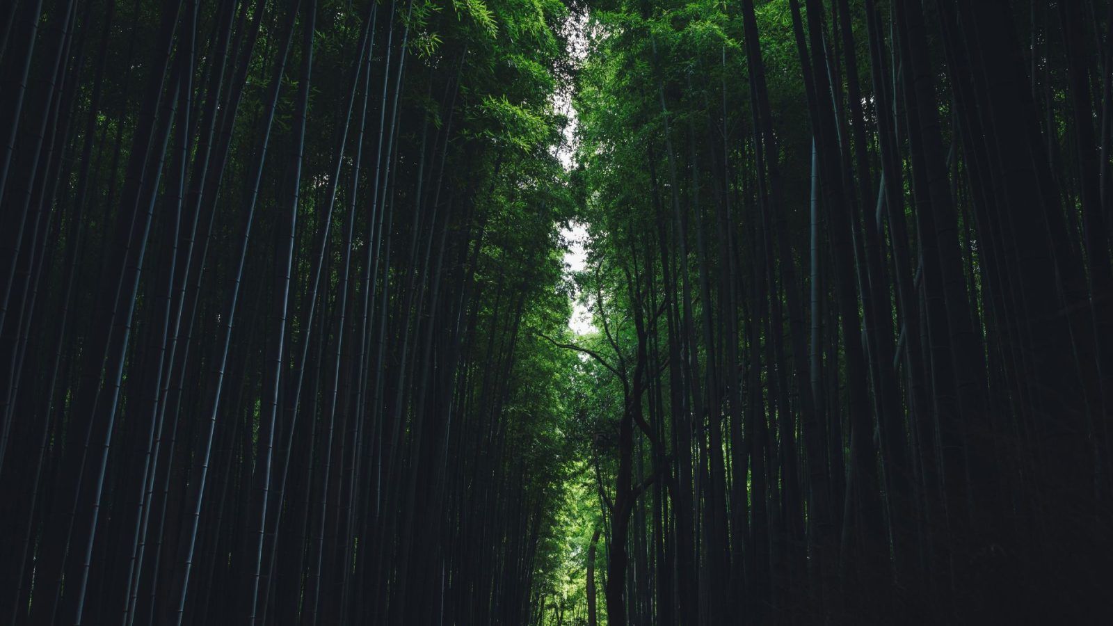 Discovering Japan’s forests: A guide to forest bathing | Lifestyle Asia HK