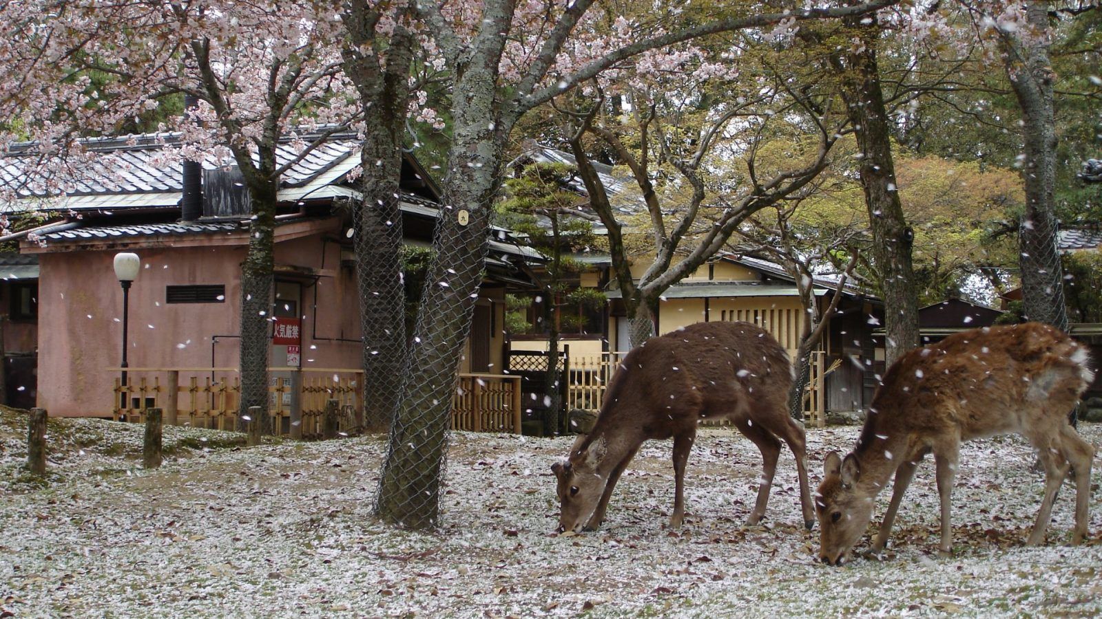 A comprehensive guide to Nara, Japan | Lifestyle Asia Hong Kong