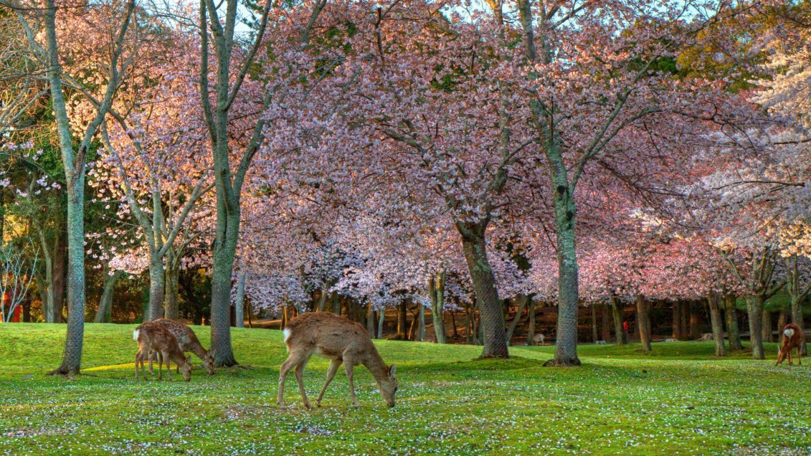 A comprehensive guide to Nara, Japan | Lifestyle Asia Hong Kong