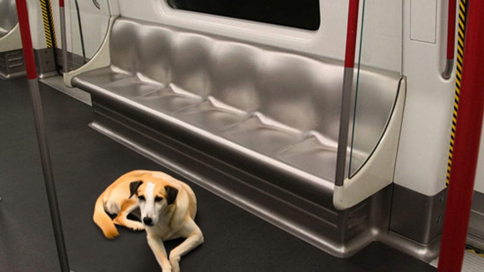 You can now bring your pets on the MTR Light Rail