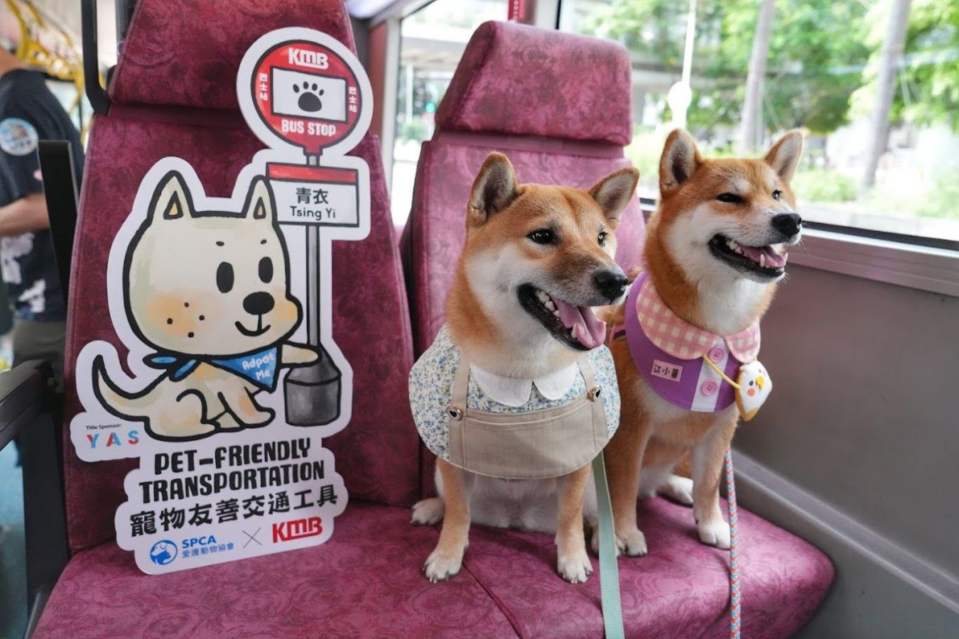 KMB expands 'Pet Bus' with new routes to Discovery Bay and Stanley