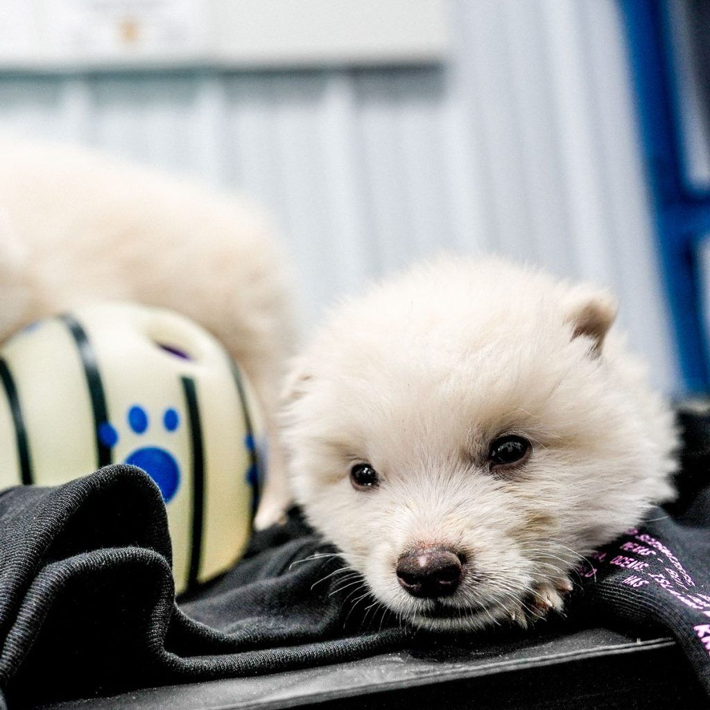 Animals | Lifestyle Asia Hong Kong