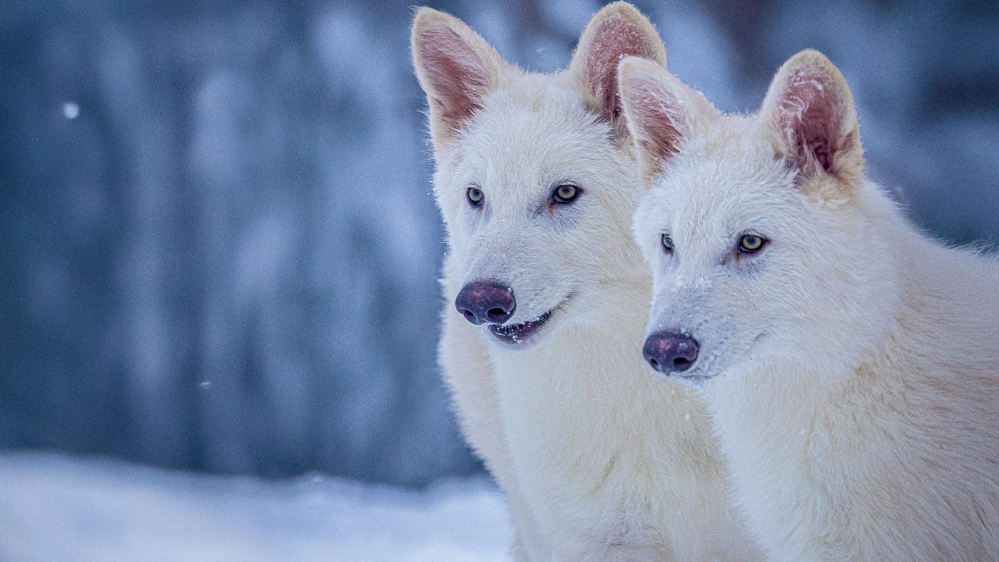Colossal Biosciences revives the Dire Wolf in first case of de-extinction