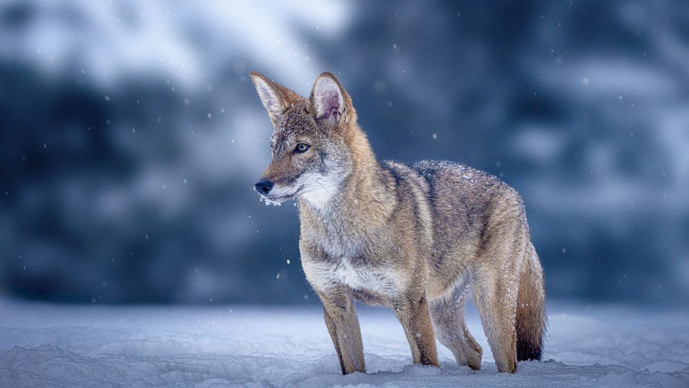 Colossal Biosciences revives the Dire Wolf in first case of de-extinction