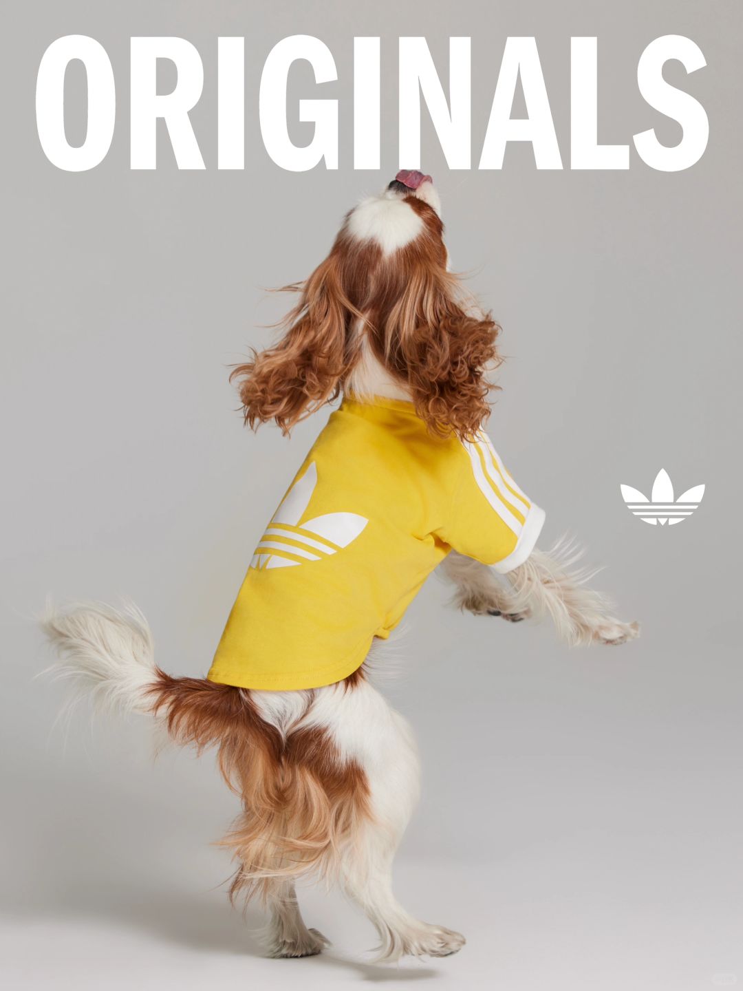 adidas Originals launches Pet Collection for four-legged friends