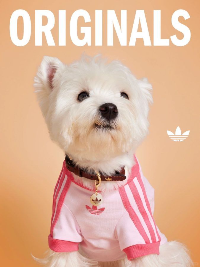 adidas Originals launches Pet Collection for four-legged friends