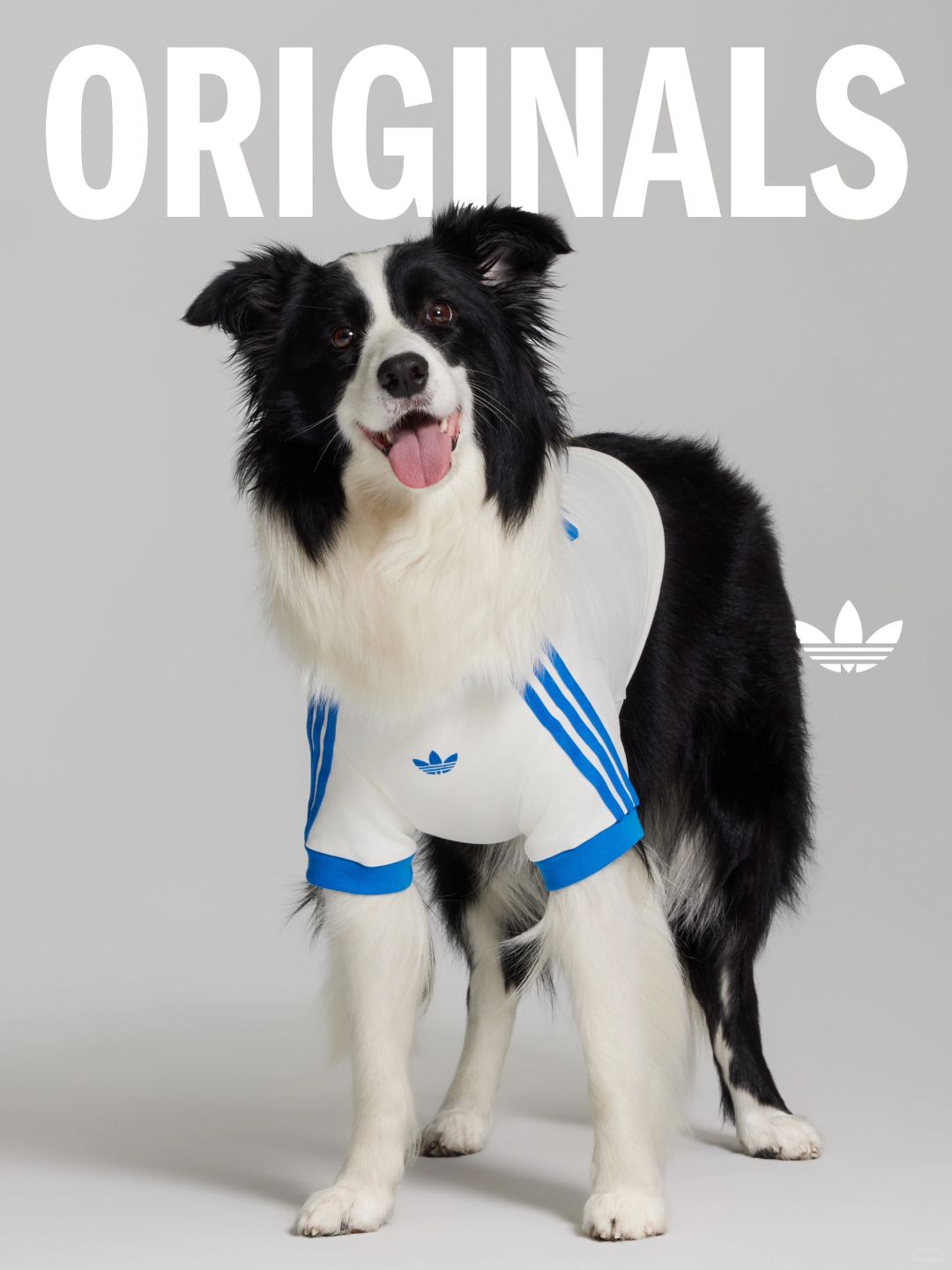 adidas Originals launches Pet Collection for four-legged friends