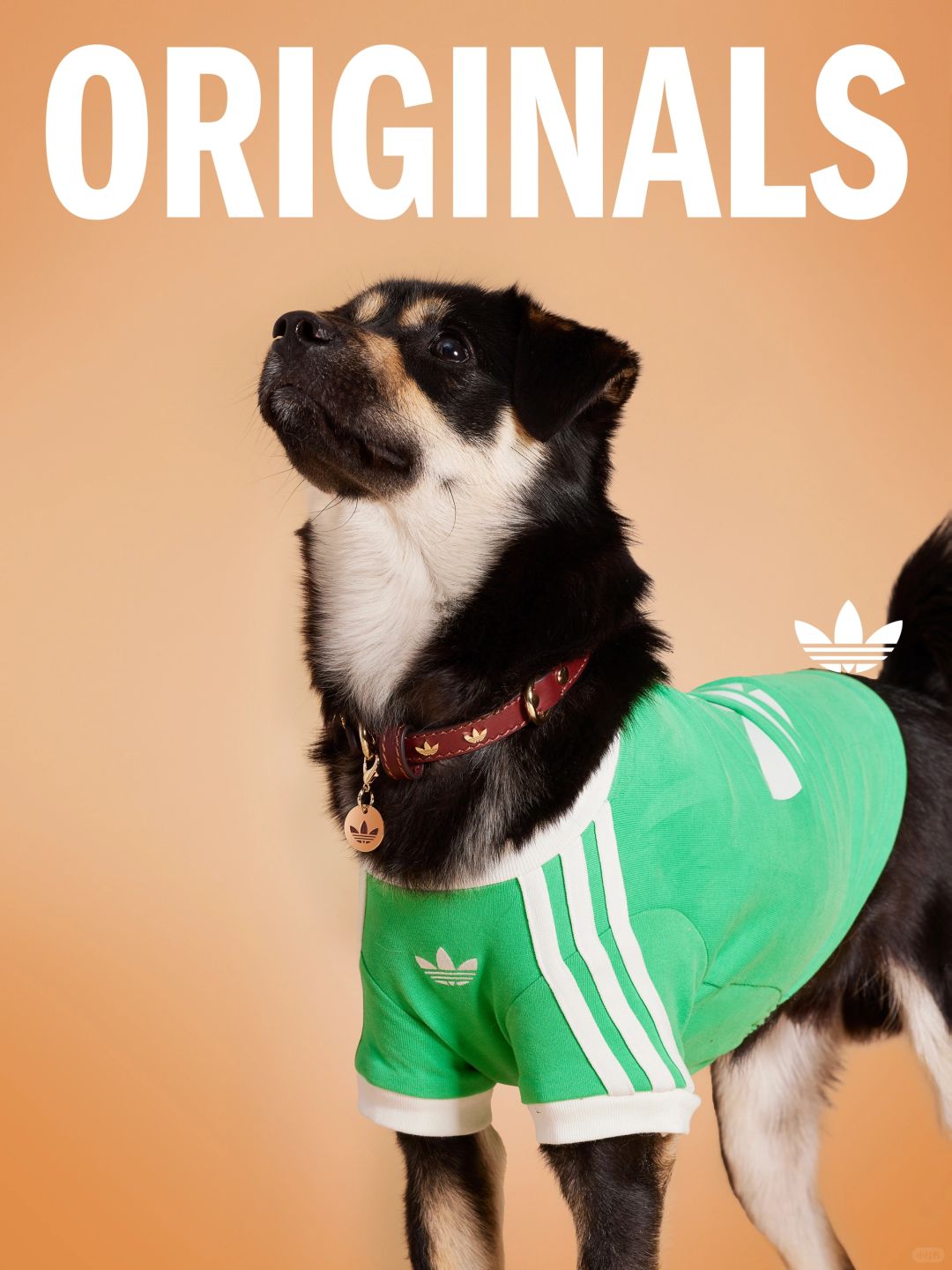 adidas Originals launches Pet Collection for four-legged friends