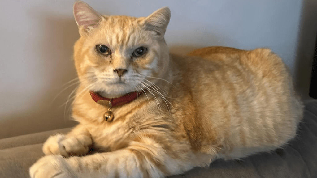 The Cat That Inspired the Mannings Mascot Has Died at the Age of 18