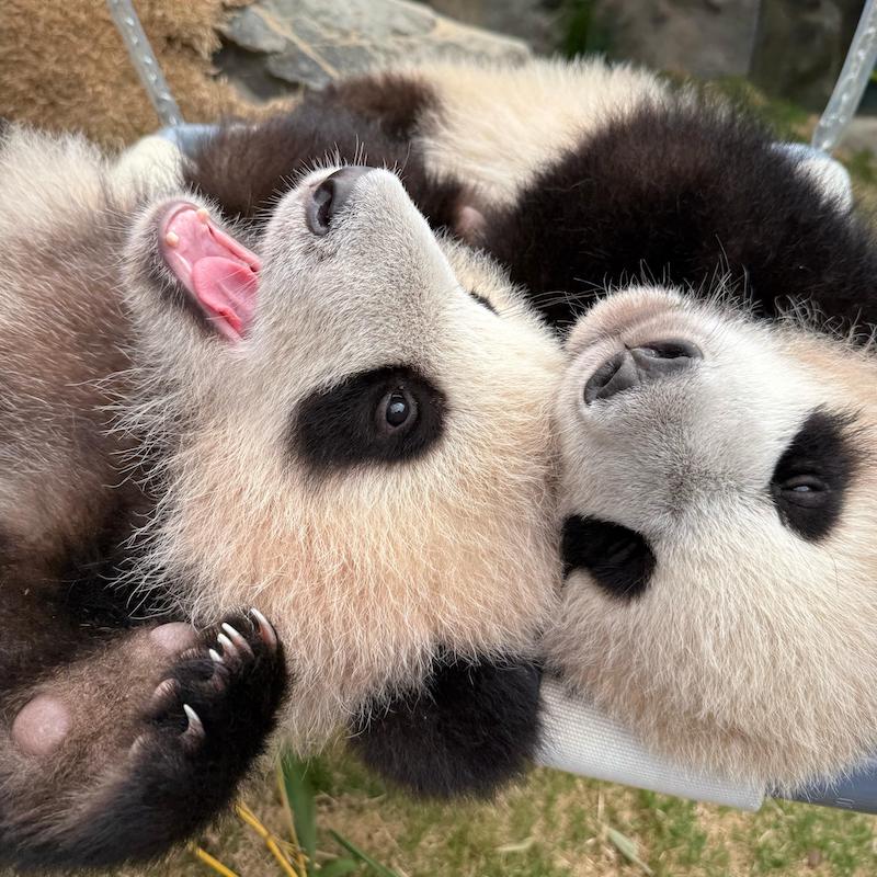 Cathay Pacific to bring back flights to Adelaide, Australia in November ...