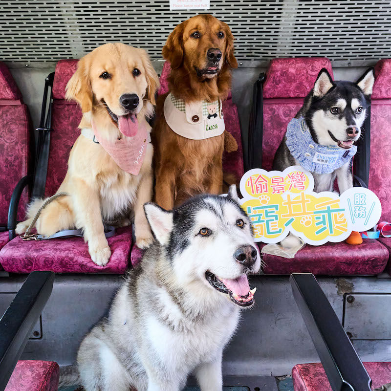 New Hong Kong taxi fleets to begin service in March: All details here